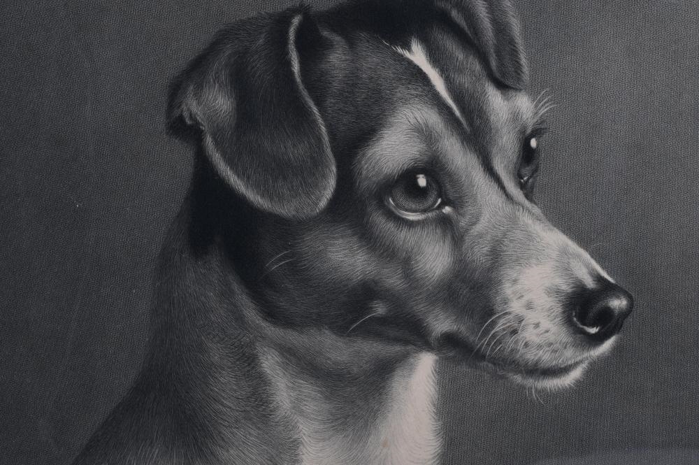 Jack Russell | JACK RUSSELL TERRIER | MutualArt