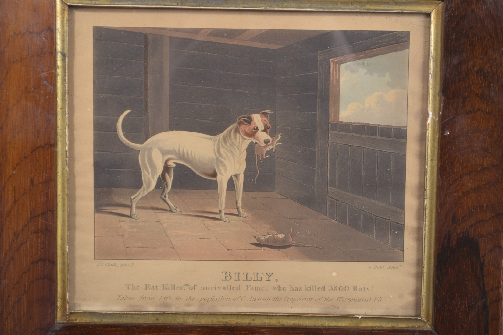 George Hunt | BILLY THE RAT KILLER OF UNRIVALED FAME WHO HAS KILLED ...