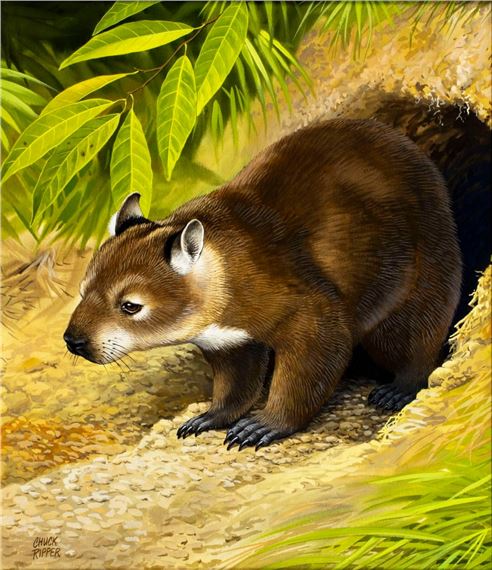 Chuck Ripper | Queensland Hairy-nosed Wombat (1992) | MutualArt