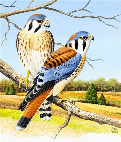 Chuck Ripper | American Kestrel Birds (1991) | MutualArt