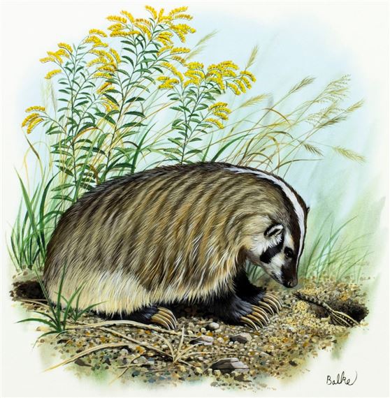 Don Balke | Badger (1987) | MutualArt