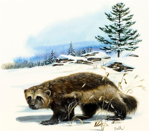 Don Balke | Michigan Wolverine and White Pine | MutualArt