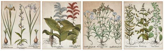 Basilius Besler | aus Hortus Eystettensis: Orchis Serapias fecun ...