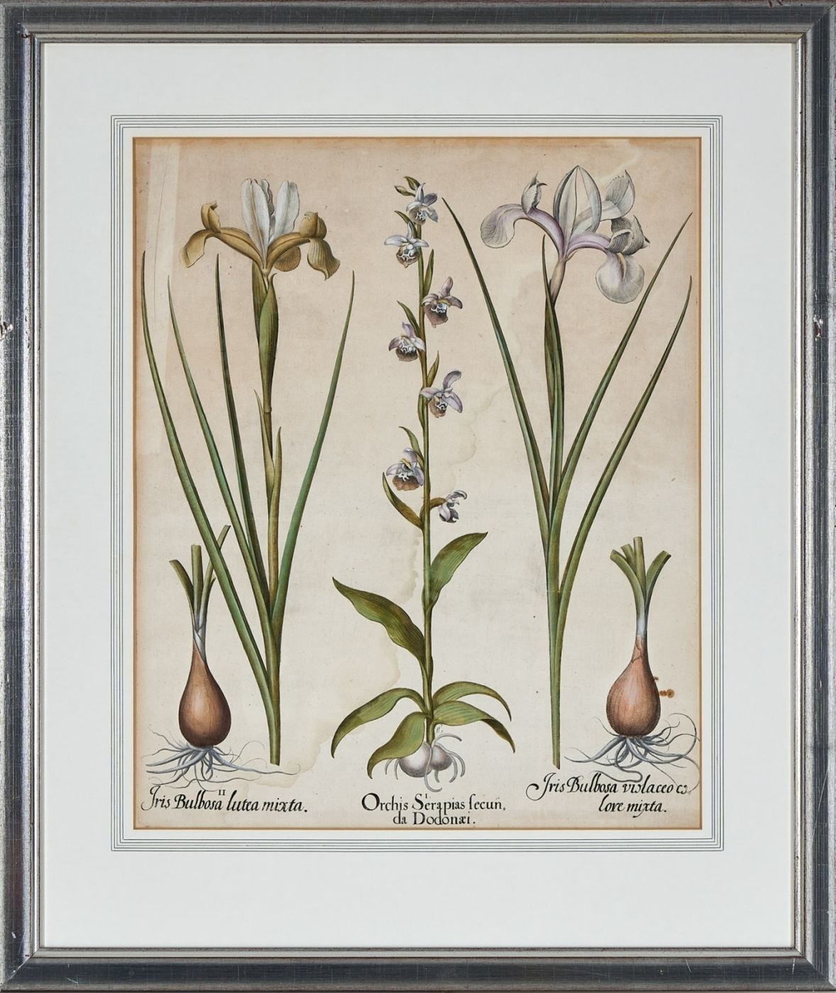 Basilius Besler | aus Hortus Eystettensis: Orchis Serapias fecun ...