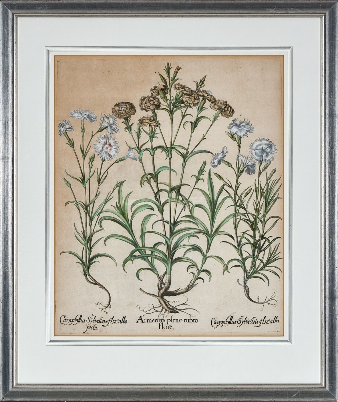Basilius Besler | aus Hortus Eystettensis: Orchis Serapias fecun ...