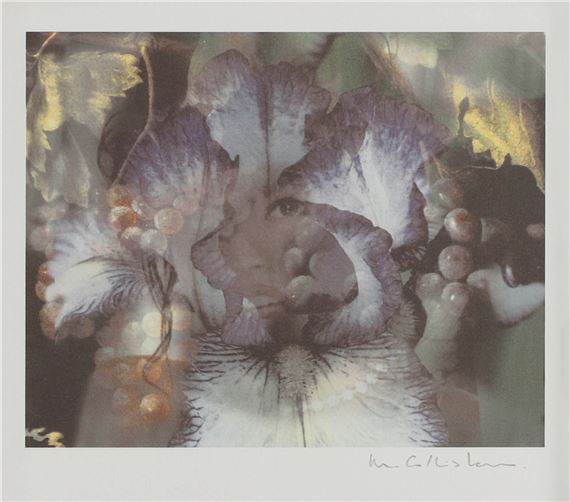Mat Collishaw | iris print from an edition of 10 signed M Collishaw in ...