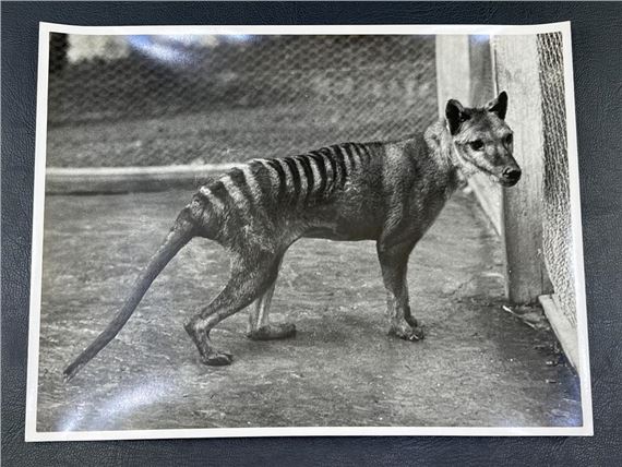 Ben Shepard | PRINT FROM ORIGINAL 1936 NEGATIVE OF THYLACINE BY BEN ...