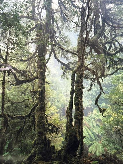 Ted Mead | TARKINE RAINFOREST TASMANIA | MutualArt