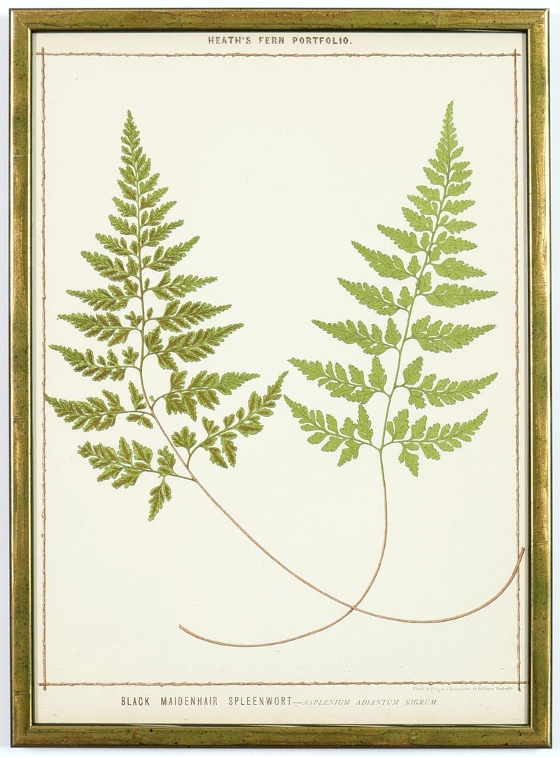 Francis George Heath | LIFE SIZE FERNS (Late 19th Century) | MutualArt