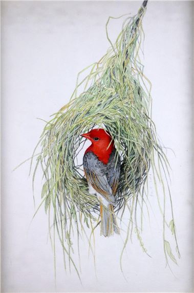 Emma Faull | Red Headed Weaver (2006) | MutualArt