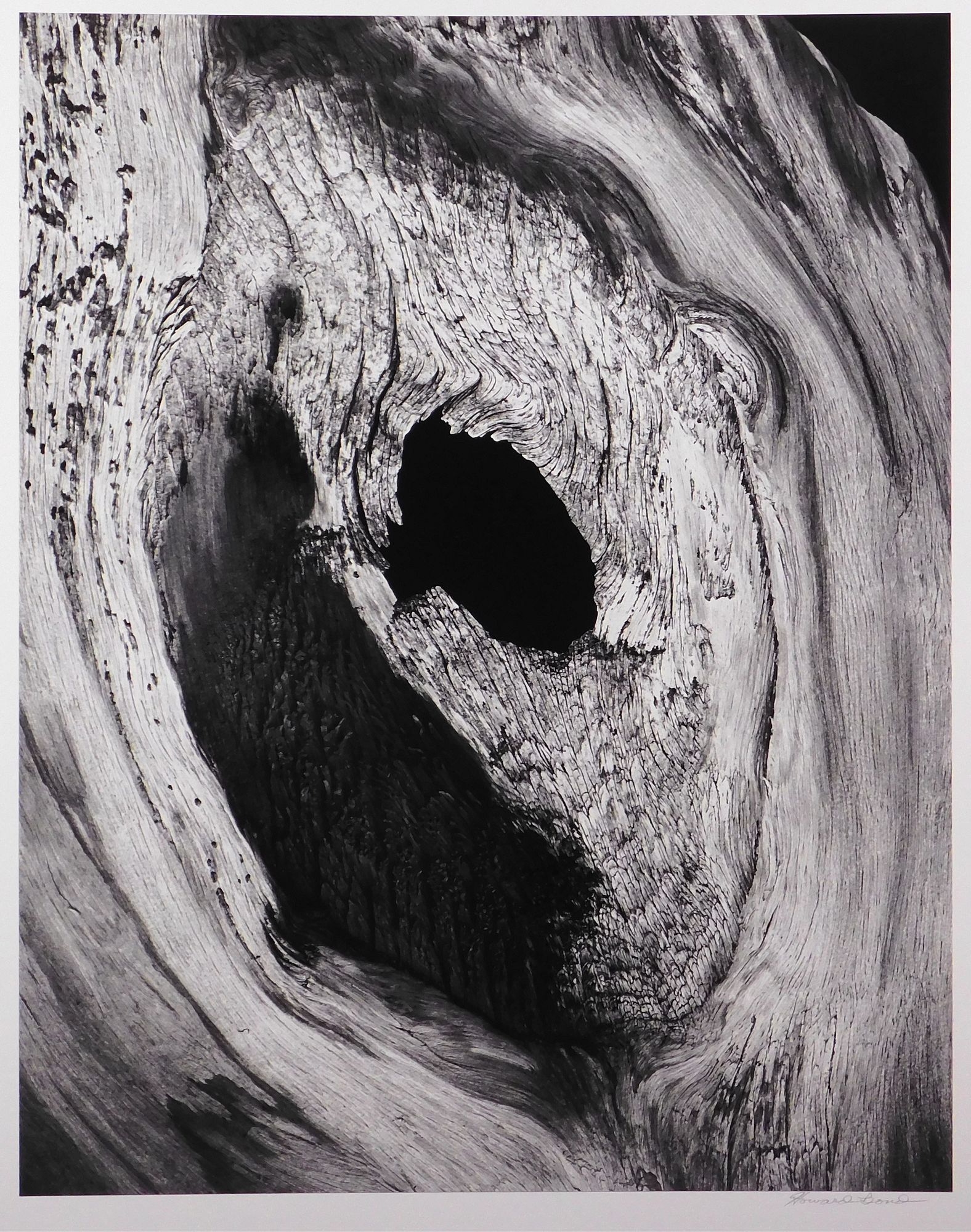 Howard Bond | Bristlecone Pine #33, 1995 (1996) | MutualArt