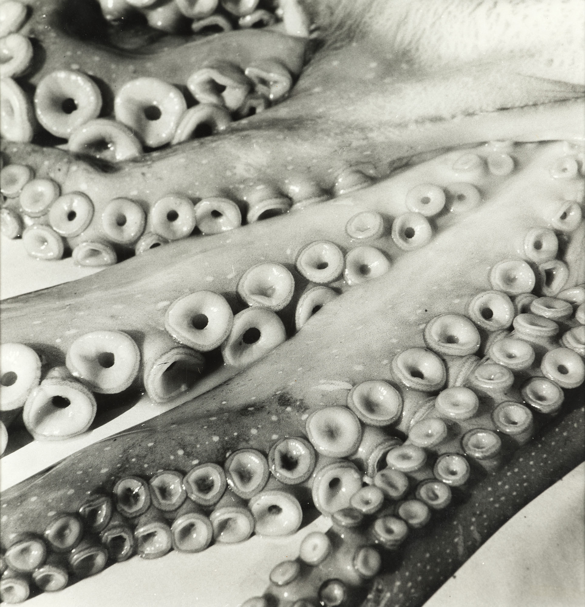 Peter Peryer | Octopus (1985) | MutualArt