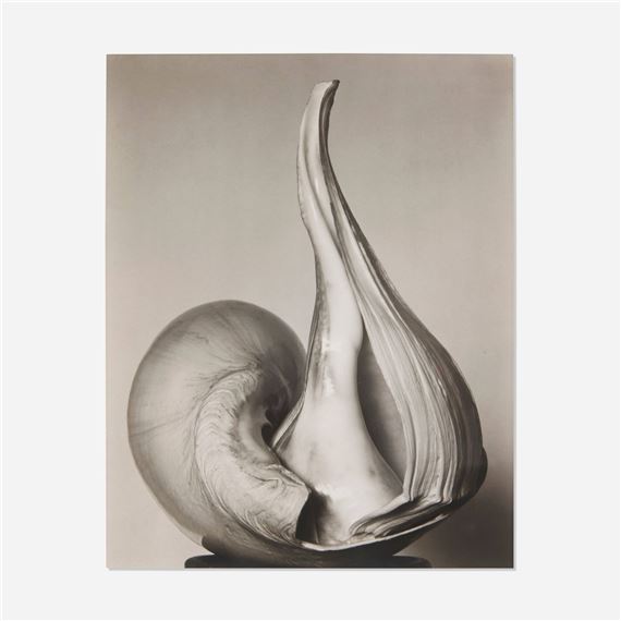 Edward Weston | Shells (1927) | MutualArt
