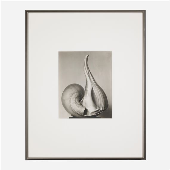 Edward Weston | Shells (1927) | MutualArt