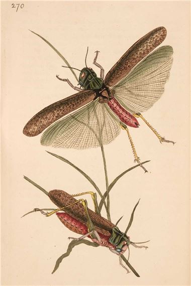 Little | Natural History of British Insects (1792 - 1813) | MutualArt