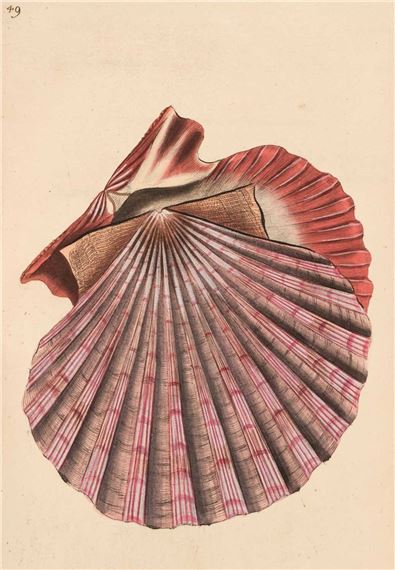 Edward Donovan | The Natural History of British Shells (1804) | MutualArt