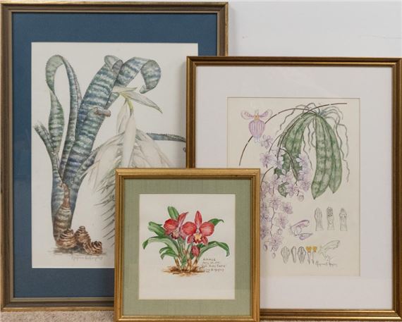 Regina O. Hughes | Botanical Drawings | MutualArt