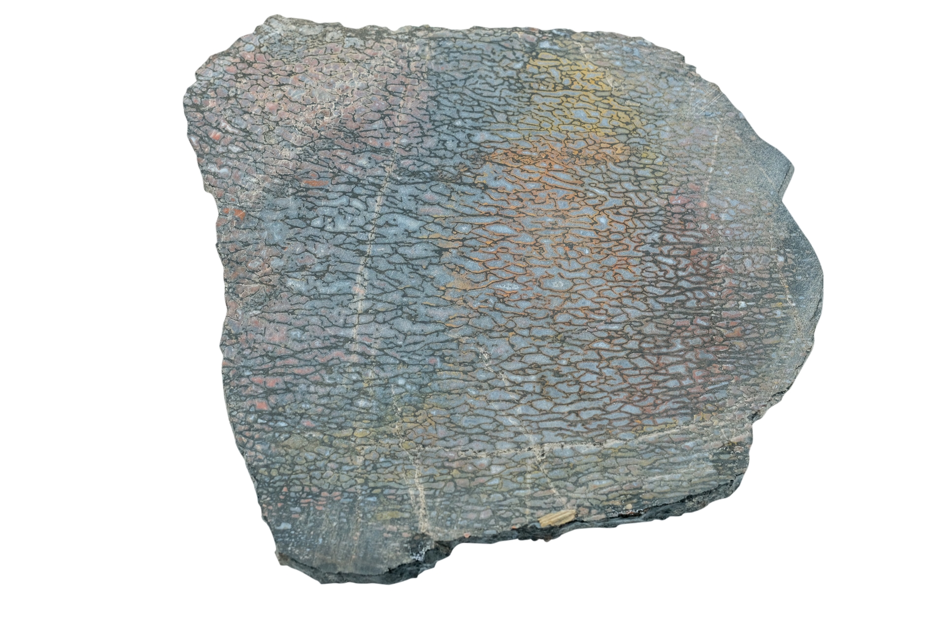 Green | DINOSAUR GEM BONE ROUGH SLAB, MULTICOLOR | MutualArt