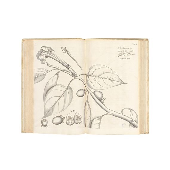 Henrik Draakestein | Hortus Indicus Malabaricus, continens Regni ...