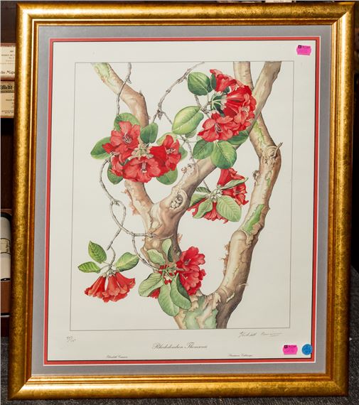 Elizabeth Cameron | Rhododendron Thomsonii | MutualArt