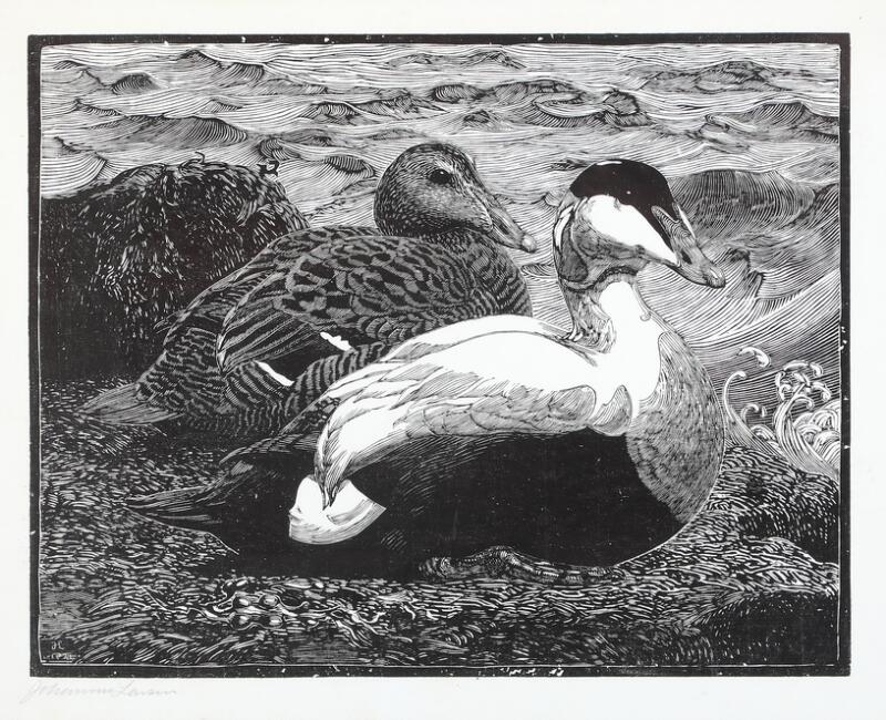 Johannes Larsen | Eider birds | MutualArt