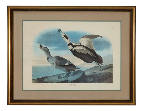 John James Audubon | Pied Duck | MutualArt