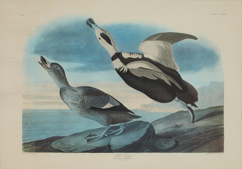 John James Audubon | Pied Duck | MutualArt