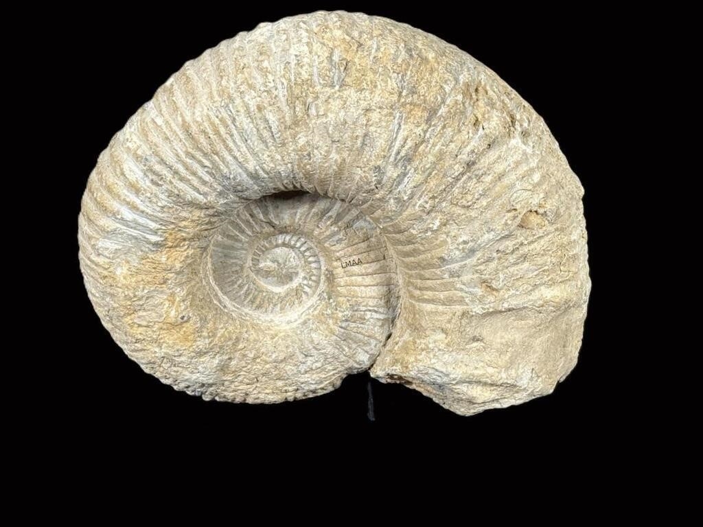 Large | LARGE UNPOLISHED AMMONITE FOSSIL | MutualArt