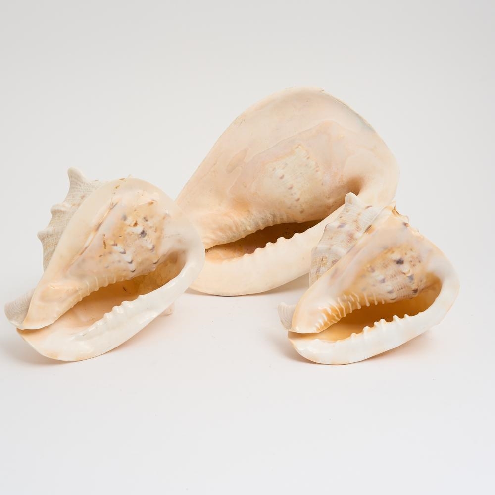 Large | THREE LARGE NORTHERN AUSTRALIAN SHELLS L.29CM (LARGEST | MutualArt