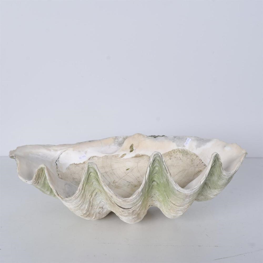 Large | A LARGE GIANT CLAM SHELL (22CM H X 62CM W | MutualArt