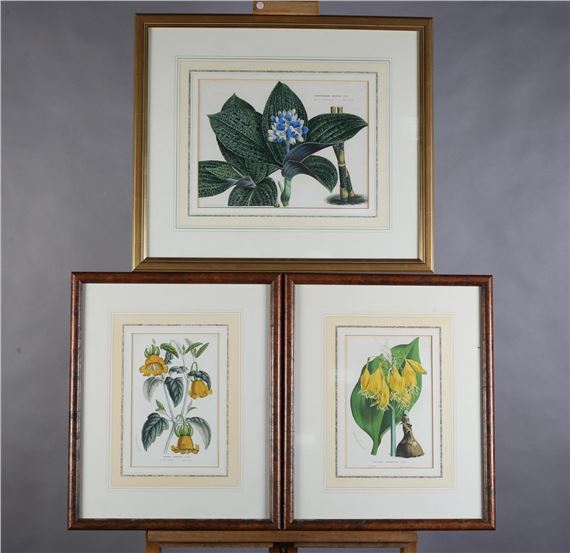 Horto Van Houtteano | A pair of botanical colour lithographs | MutualArt