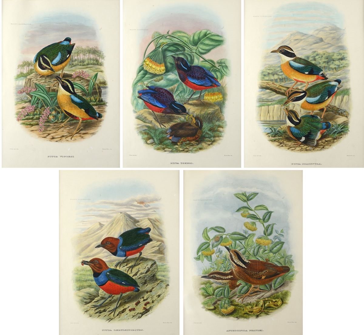 William Matthew Hart | Serie di cinque litografie con uccelli | MutualArt