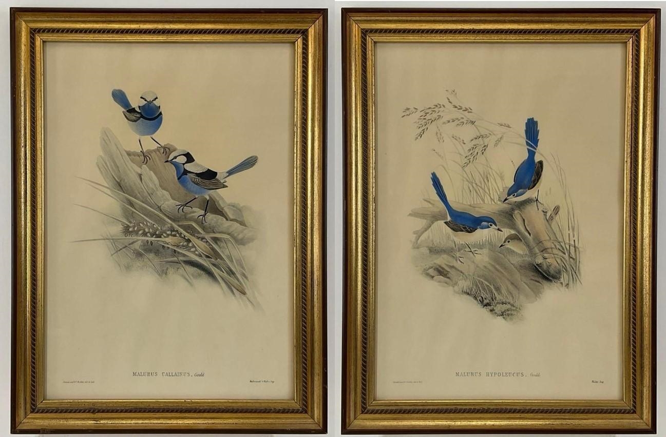 John Gould | Malurus Callainus | MutualArt