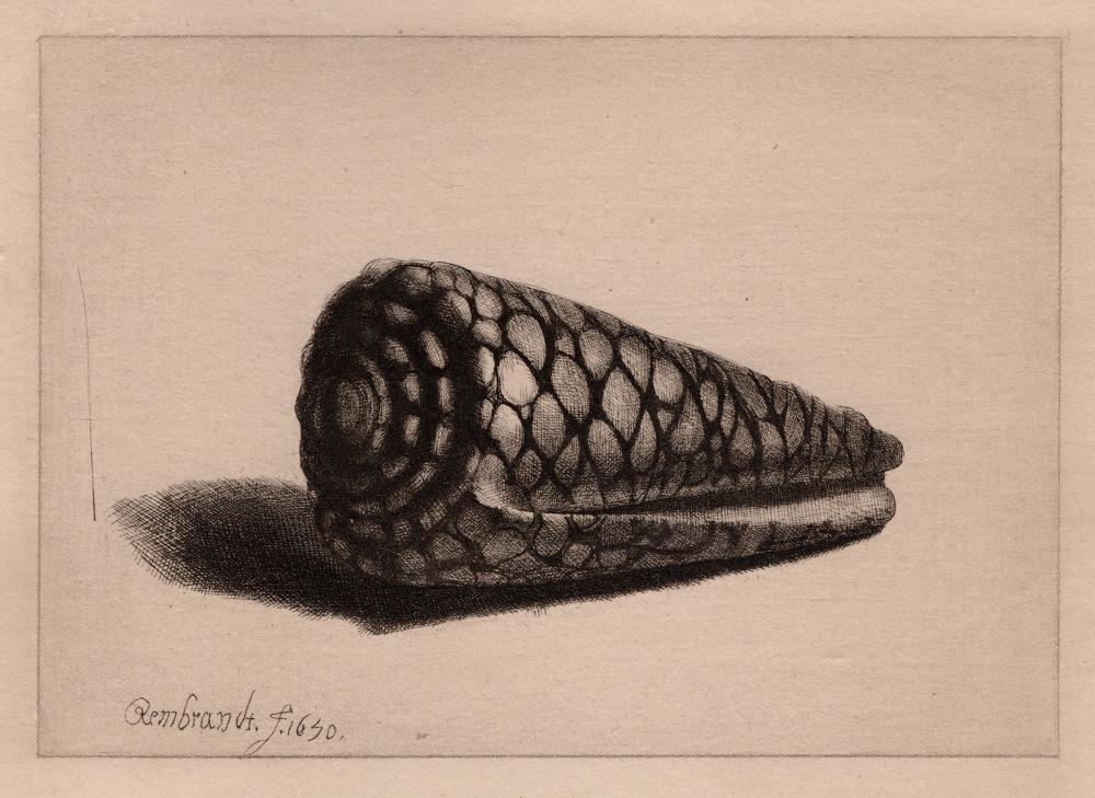 Rembrandt van Rijn | REMBRANDT 1800s Etching B159 The Shell Signed ...