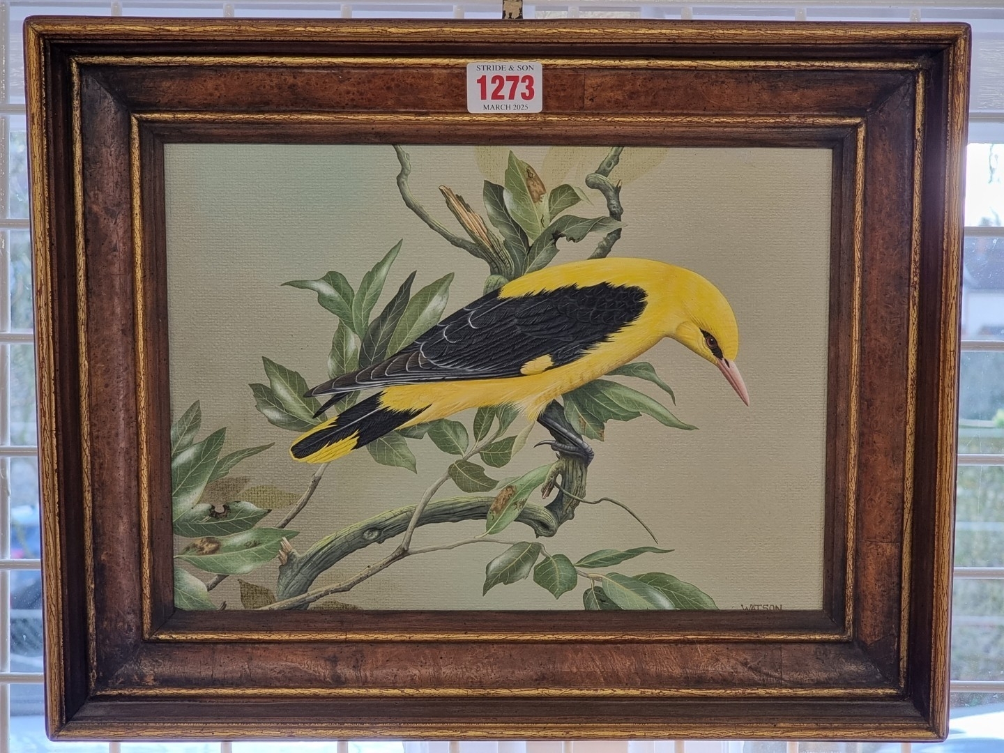 Christopher Watson | Golden Oriole | MutualArt