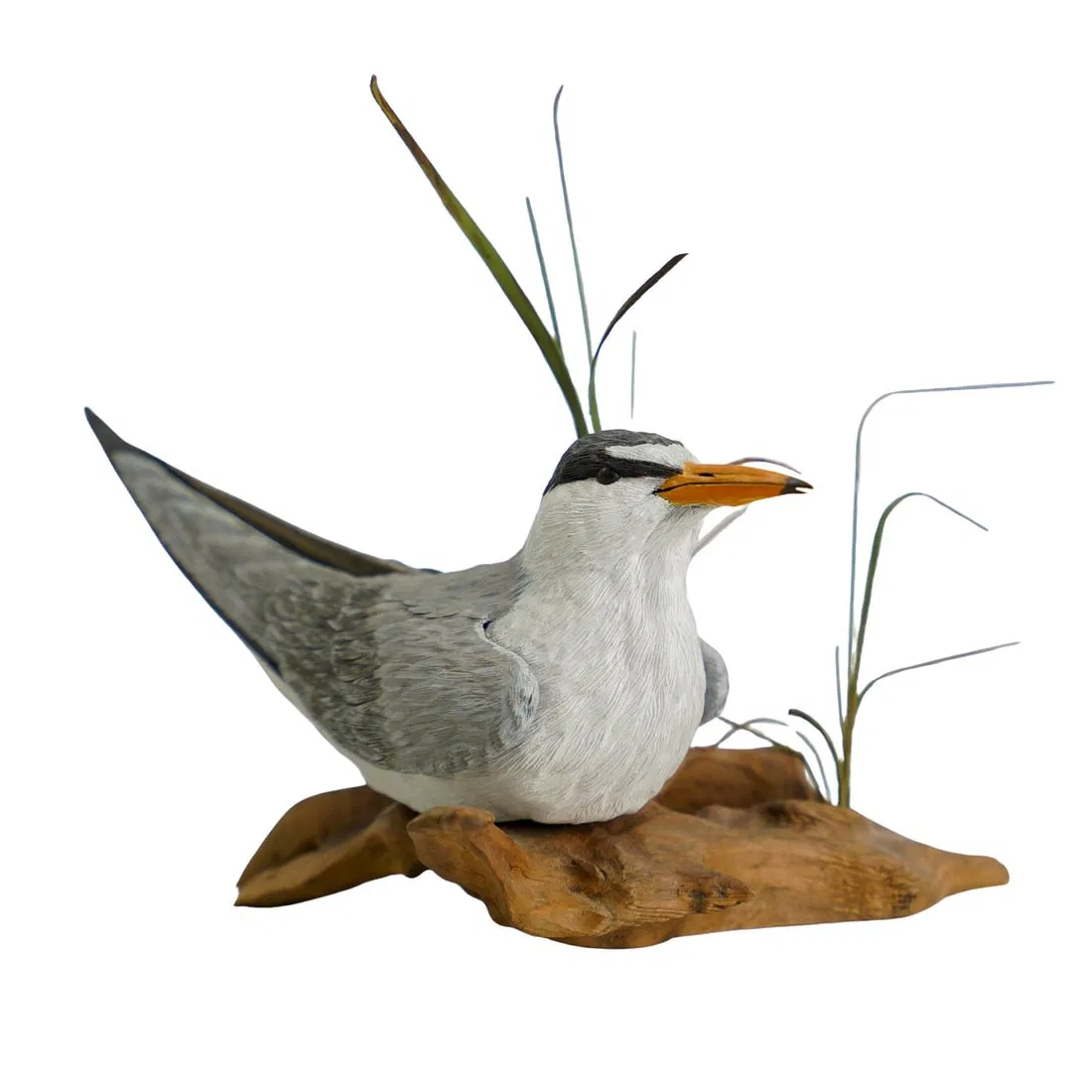 American School, 20th Century | Least Tern | MutualArt