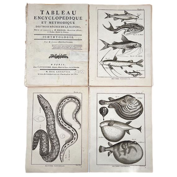 PRICE | Bonnaterre’s French Encyclopedia Aquatic Engravings ca. 1788 ...