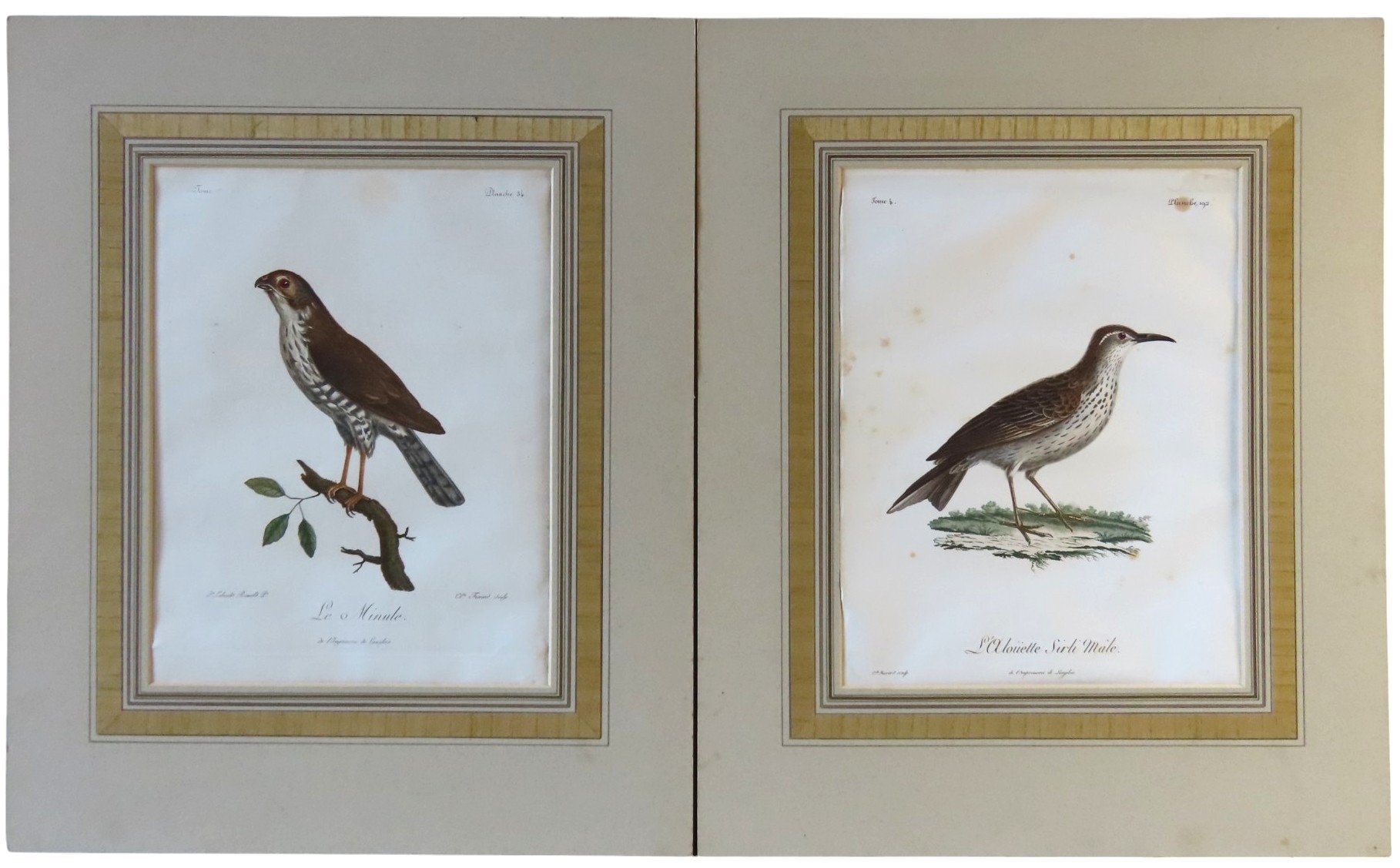 Jacques Barraband | Historie Naturelle des Oiseaux d'Afrique | MutualArt