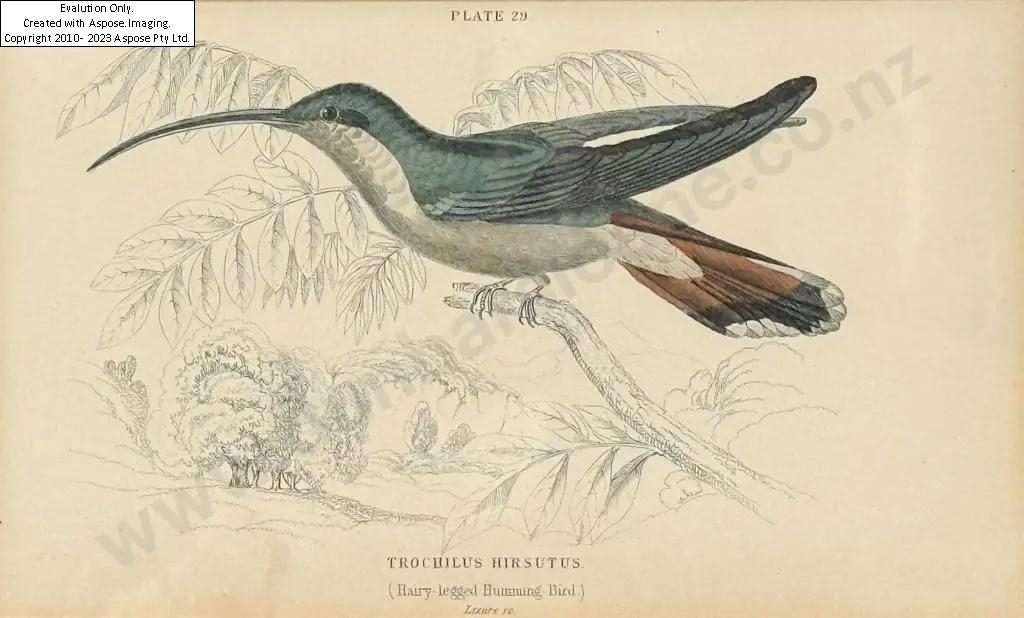 William Home Lizars | Two Hand Coloured Hummingbird Engravings | MutualArt