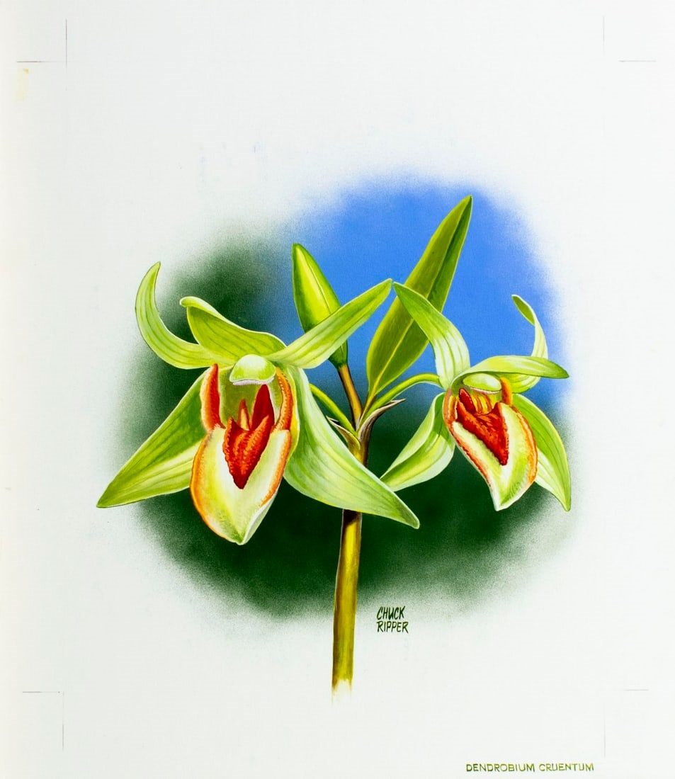 Chuck Ripper | Dendrobium Cruentum (2005) | MutualArt