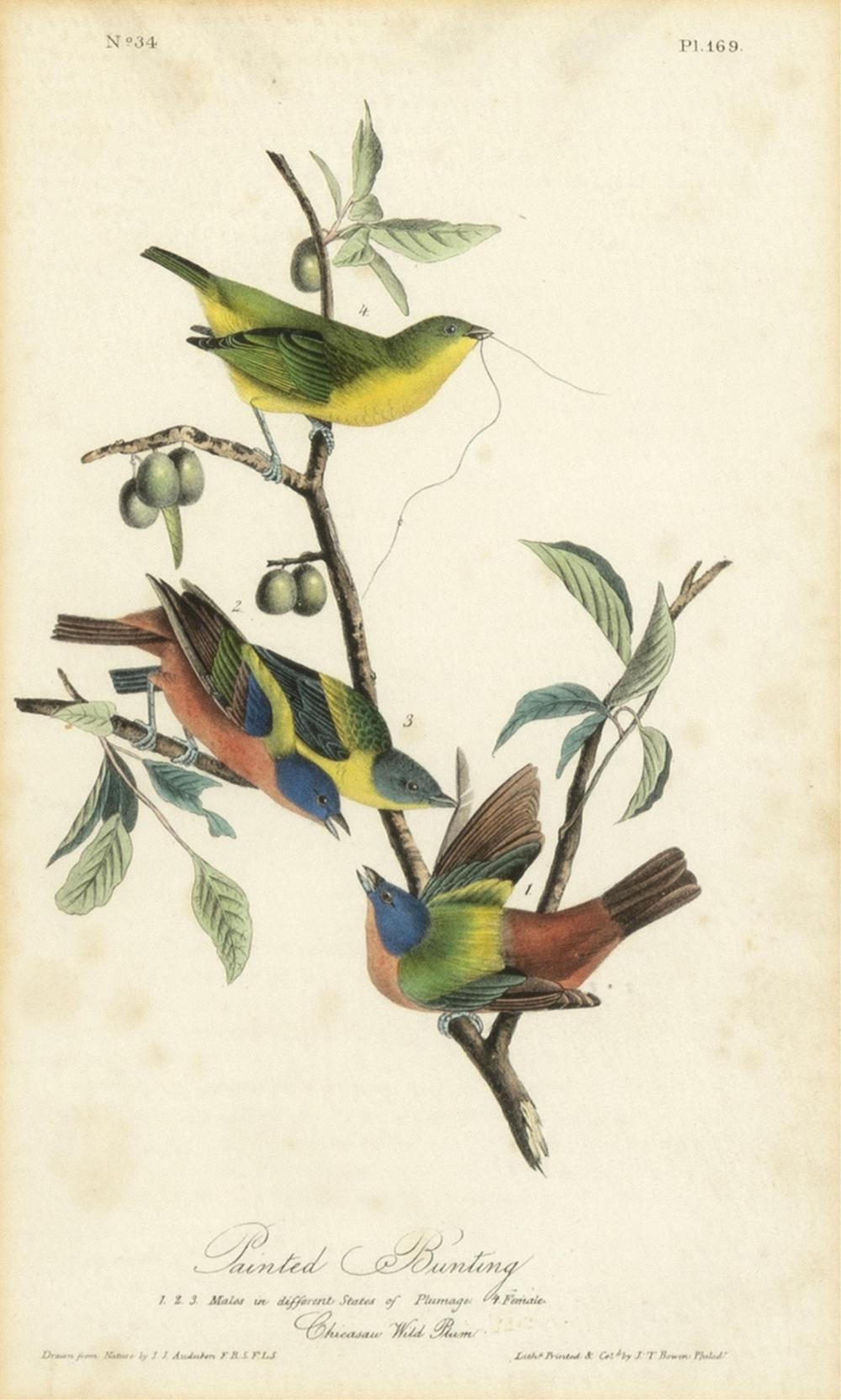 John James Audubon | Painted Bunting | MutualArt