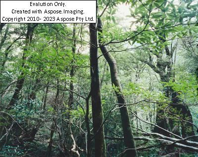 Thomas Struth | Yakushima (2004) | MutualArt