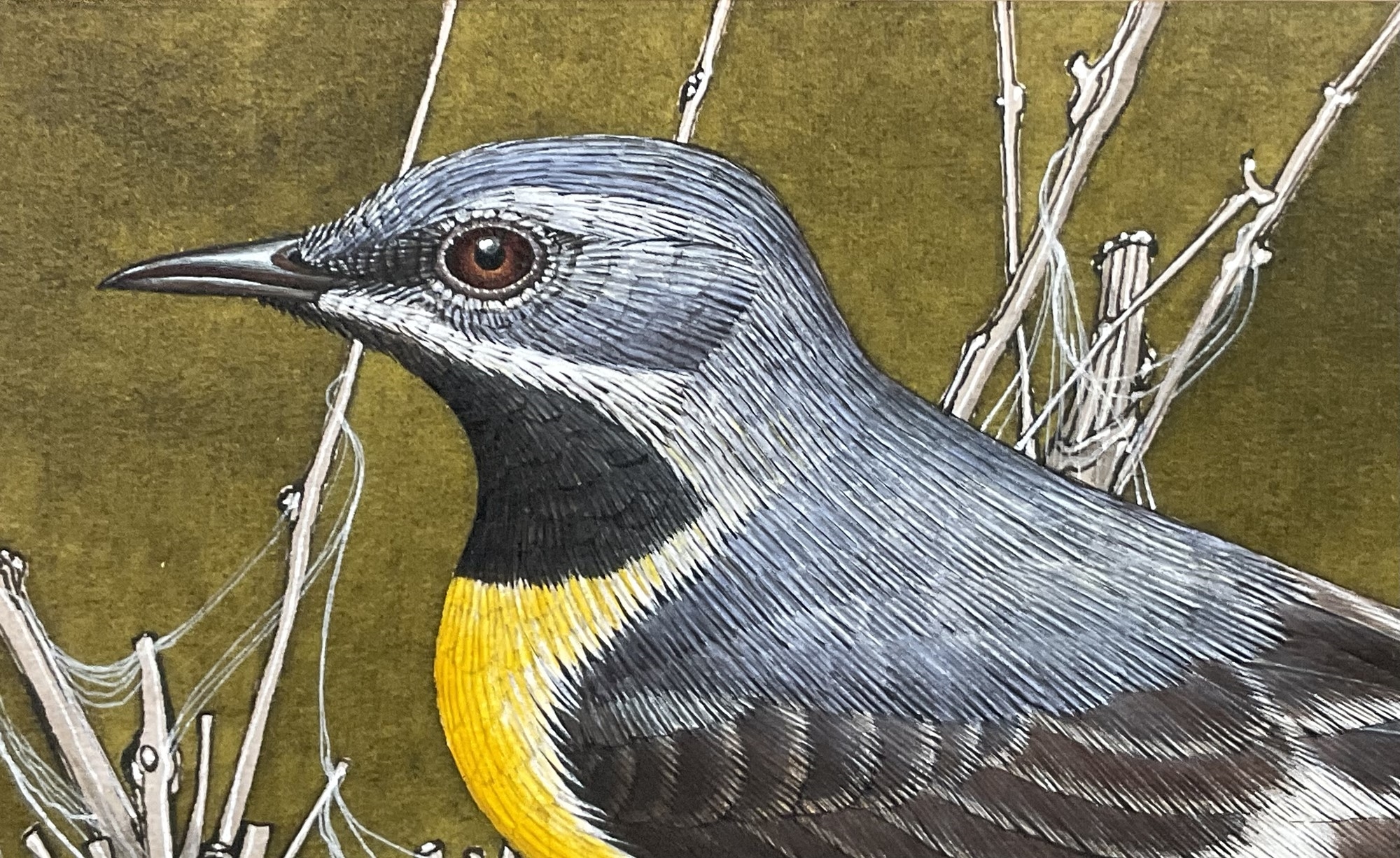 Michael Warren | Ornithological study of a Grey Wagtail (73) | MutualArt