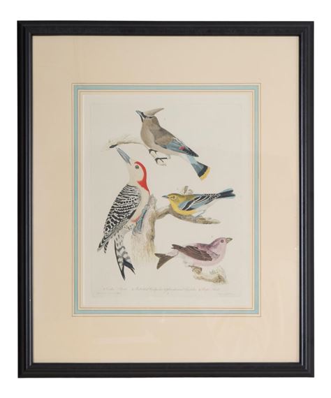 Alexander Wilson | Cedar Bird | MutualArt