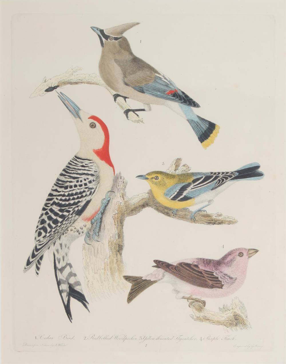 Alexander Wilson | Cedar Bird | MutualArt