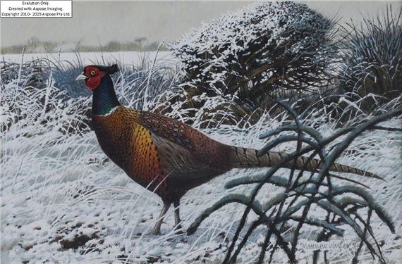 Matthew Hillier | Pheasant in a snow covered field (1984) | MutualArt