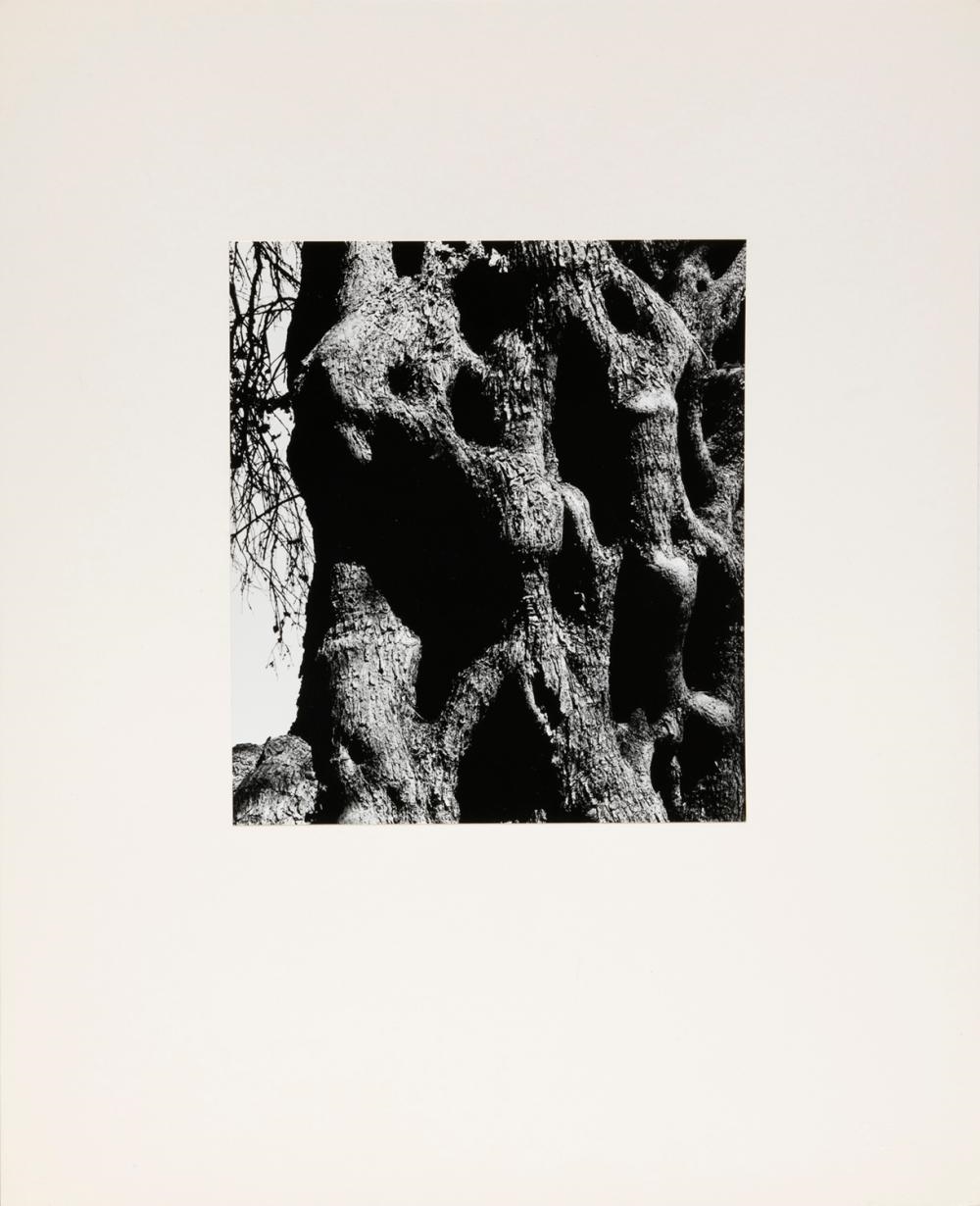 Aaron Siskind | Olive Tree, Corfu (1970) | MutualArt