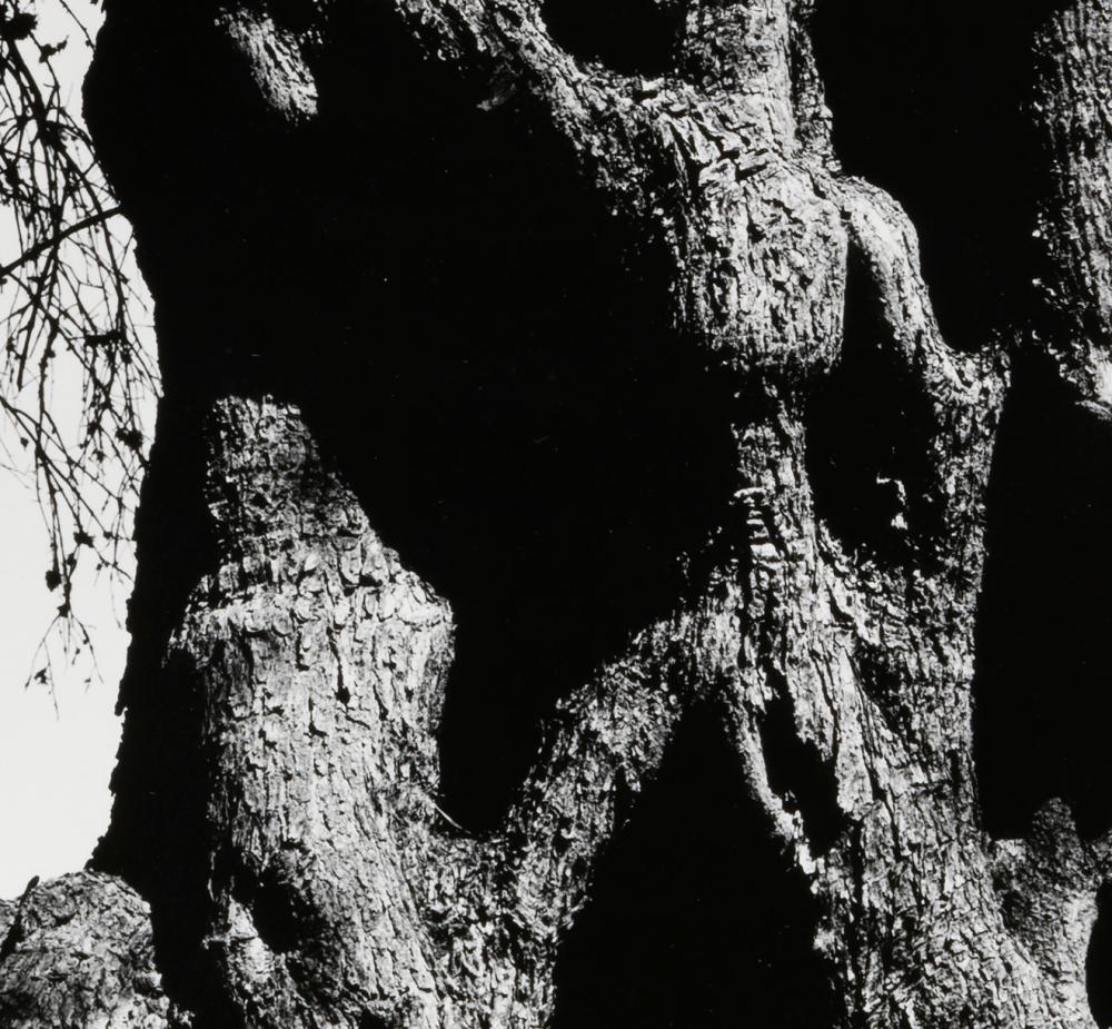 Aaron Siskind | Olive Tree, Corfu (1970) | MutualArt