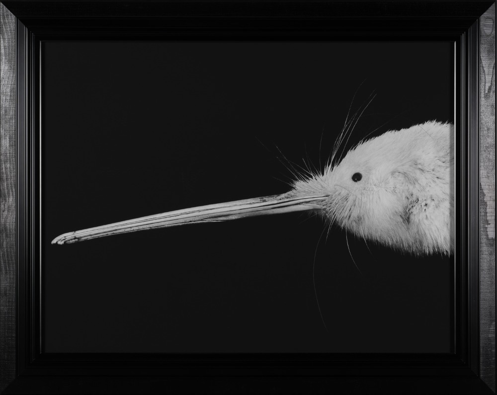 Fiona Pardington | Portrait of Kimiakau Kiwi (2022) | MutualArt