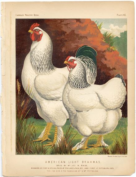 Joseph Williamson Ludlow | 1890s Original Chromolithograph English ...